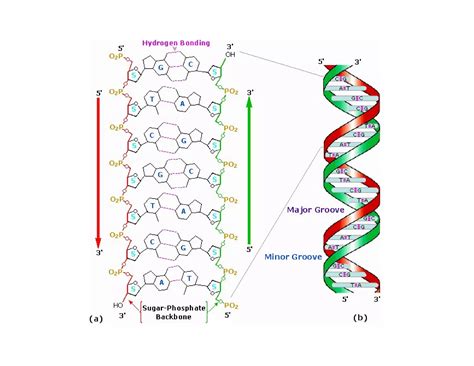 Nucleic Acid And Its Classification Pdf