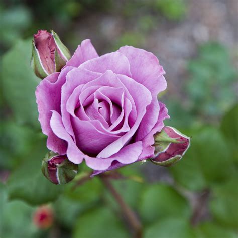 Blue Moon Climbing Rose Roses Plants Gee Tee Bulbs Uk