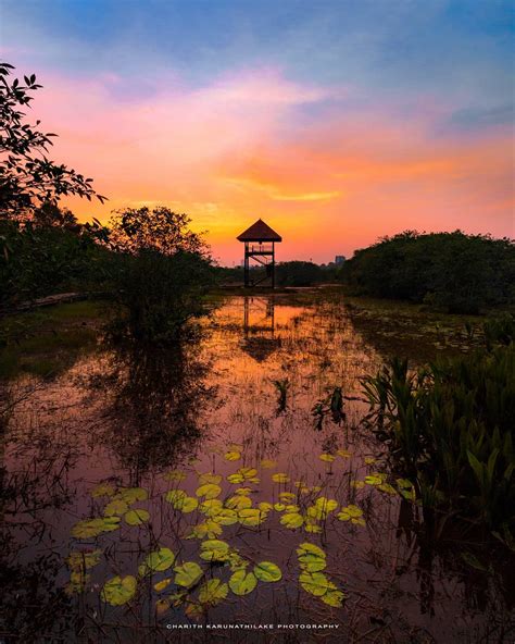 Wow Sri Lanka Beddagana Wetland Park Srilanka Colombo