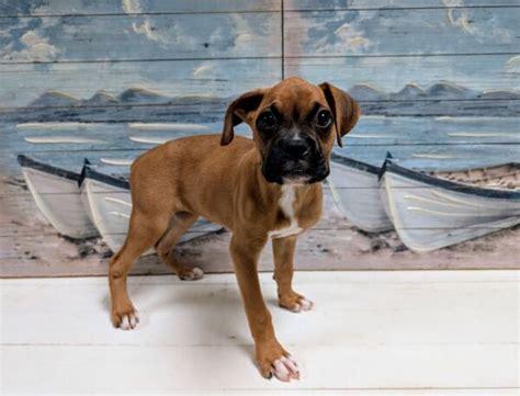 Puppies For Sale Puppies St Pete Pet Store