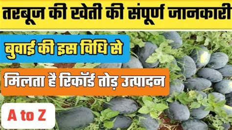 Tarbuj Ki Kheti तरबूज की खेती कम लागत ज़्यदा मुनाफा