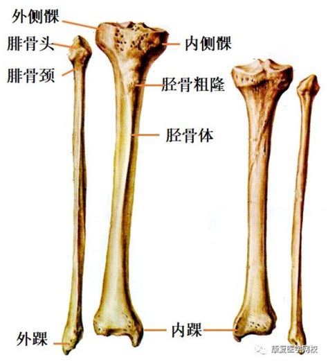 股骨内侧髁骨示意图 股骨内侧髁位置图 股骨内侧髁图片 大山谷图库