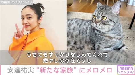 「想像以上に可愛い」安達祐実、飼い始めた猫にメロメロ エンタメ総合 Abema Times アベマタイムズ