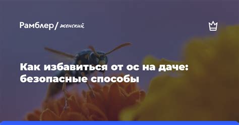 Как избавиться от ос на даче: безопасные способы - Рамблер/женский