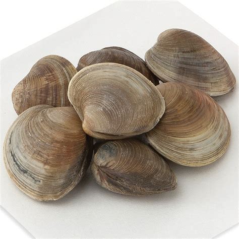 Live Farm Raised Littleneck Clams Same Day Delivery Or Pickup Publix