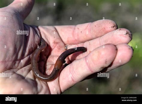 Amsterdam The Netherlands 14th March 2024 Earthworm In A Hand Of A