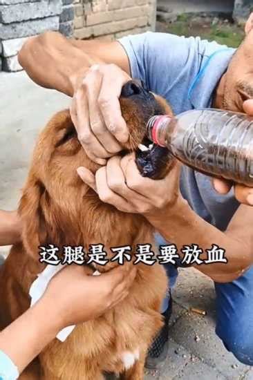 狗狗被蛇咬後主人未曾放棄，求助獸醫每天喂藥：是最重要的家人呀