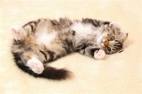 猫の愛情表現15選 甘えるしぐさサインの見分け方とその応じ方も紹介みんなの子猫ブリーダー