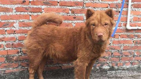 “五红犬”为啥越来越受欢迎？铲屎官：养了就不想换狗了 知乎