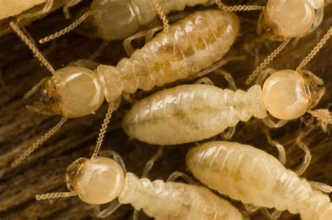 Destructive Super Termites Are Swarming In South Florida Quality Pest