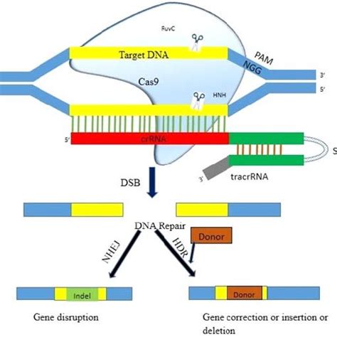 PDF RNA Guided Genome Editing Tool CRISPR Cas Its Applications And Achievements In Model And