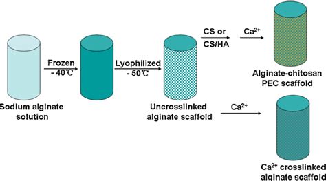 Figure 1 From Alginate Chitosanhydroxyapatite Polyelectrolyte Complex