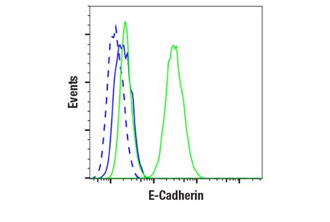 E Cadherin 24e10 Rabbit Mab Cell Signaling Technology