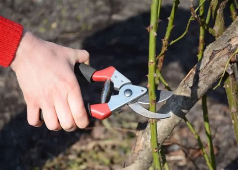 Comment Tailler Les Rosiers Pour L Hiver Le Guide Complet Pour Leur