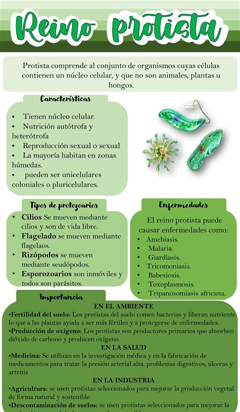 Reino Protista