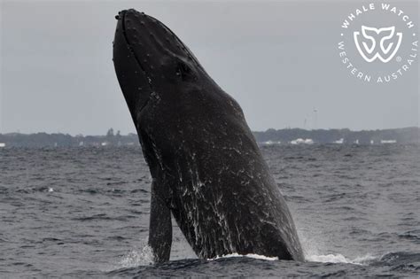Best Whale Watching In Australia Whale Watch Western Australia