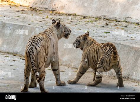 Ein weiblicher weißer Tiger und ihr Junge, bedeckt mit Schmutz, im ...