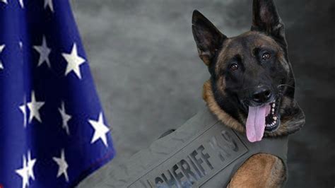 Williamson County Sheriffs Office K9s Receive New Body Armor