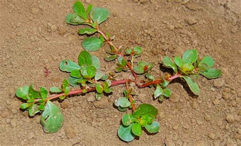 Common Weed May Be Super Plant That Holds Key To Drought Resistant Crops
