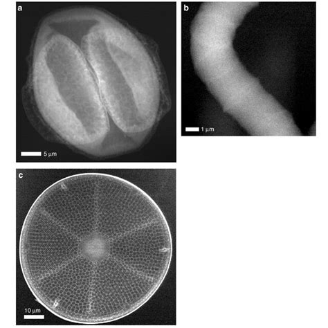 Dark Field Images A A Pine Pollen Grain B A Spirulina Blue Green
