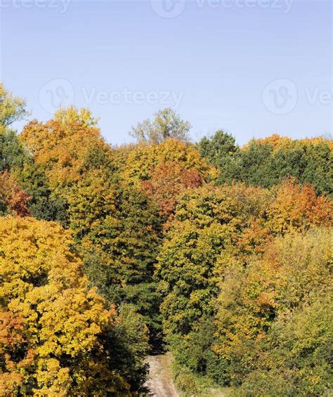 Different Deciduous Trees Stock Photo At Vecteezy