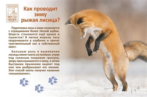 Кто как зимует? - Изборск