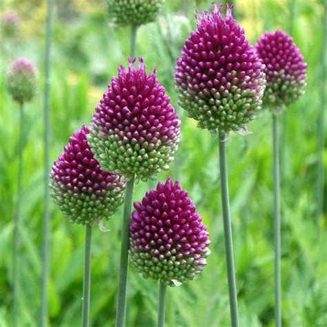 Allium Sphaerocephalon Drumstick Pre Order Dispatched Mid September