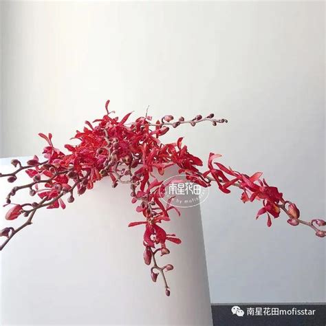 紅色腎藥蜻蜓蘭 斑斕精靈紅 每日頭條