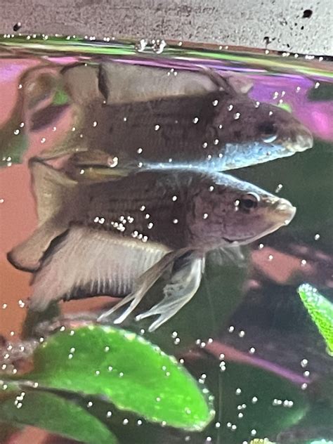 Sex Of Betta Fish Just Got This Betta Fish Not Sure Its Sex Could