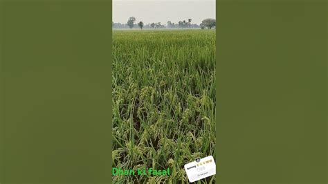 Dhan Ki Fasal Youtube