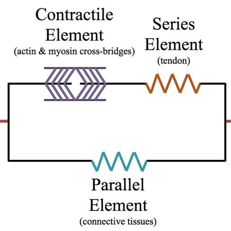 Pdf Ib2d A Python And Matlab Implementation Of The Immersed Boundary