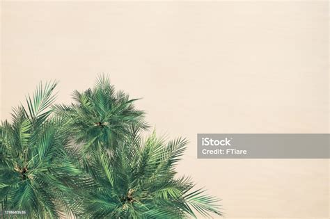 열대 모래 해변 야자수의 상단 및 공중 전망 공간을 복사합니다 드론 사진 배경 0명에 대한 스톡 사진 및 기타 이미지 0명