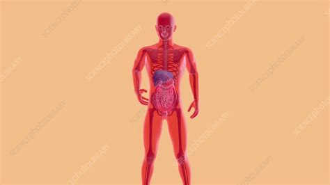 Liver Animation Stock Video Clip K0127415 Science Photo Library