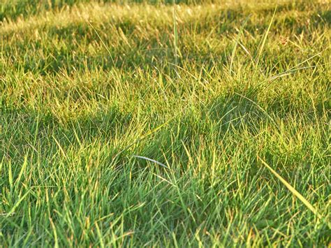 Green Grass Background Close View Spring Grass Field 43285312 Stock