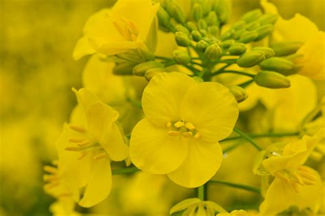 茎の部分の皮を剥いて食べると美味しいです｜菜の花（アブラナ）の無料写真素材・フリー画像 デジタル＠備忘録