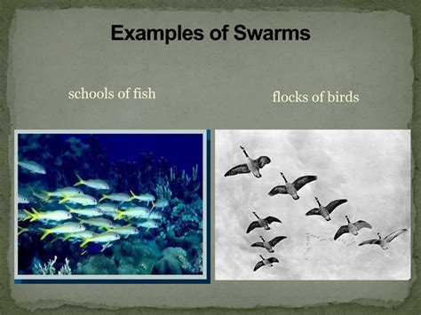 ppt swarm intelligence powerpoint presentation free download id