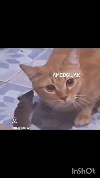 حمایت کن بالا چون انگیزه میگیرم دوبلهخندهدار استعداد دوبلهانیمیشن