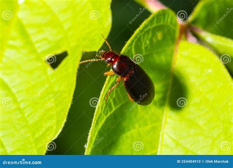 Copper Colored Ground Beetle On Grass In A Natural Environment Summer
