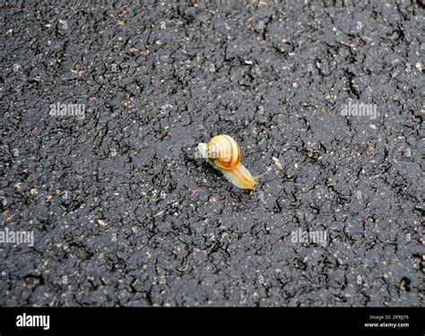 Big Garden Snail In Shell Crawling On Wet Road Hurry Home Snail Helix Consist Of Edible Tasty