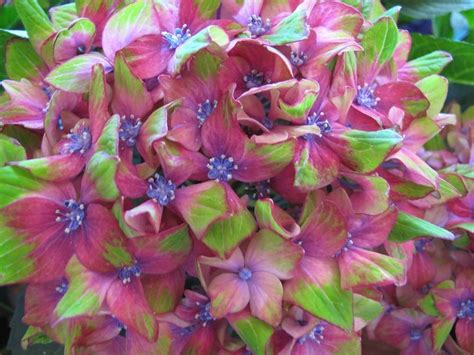 Hydrangea Schloss Wakerbath Very Pretty Planting Hydrangeas Hydrangea Hydrangea Macrophylla