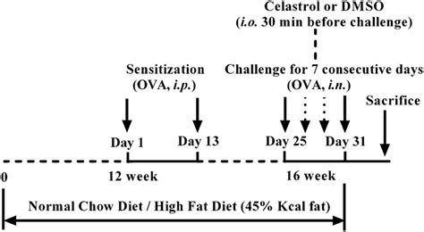 Celastrol Alleviates Airway Hyperresponsiveness And Inhibits Th17