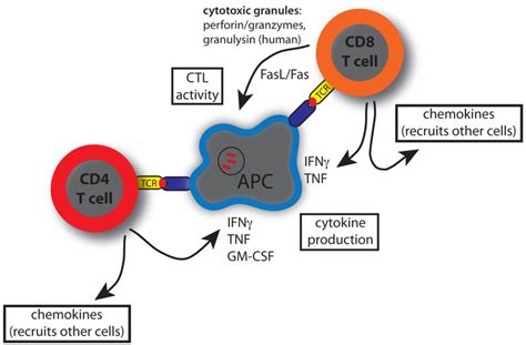 T Cell Effector Functions That Activate Macrophages To Kill M