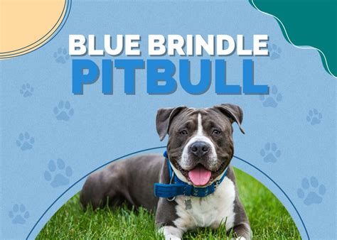 Blue Brindle Pitbull Facts Origin And History With Pictures Hepper