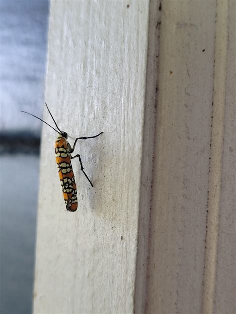 Found In South Eastern Us R Whatsthisbug