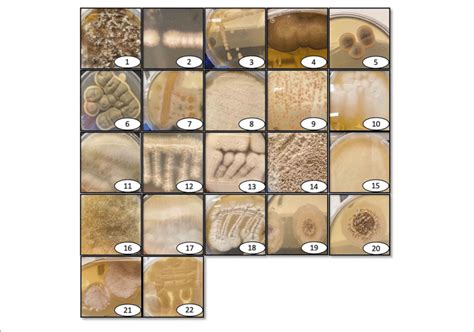Pictures Of Isolated And Identified Fungi Individual Photographs Of