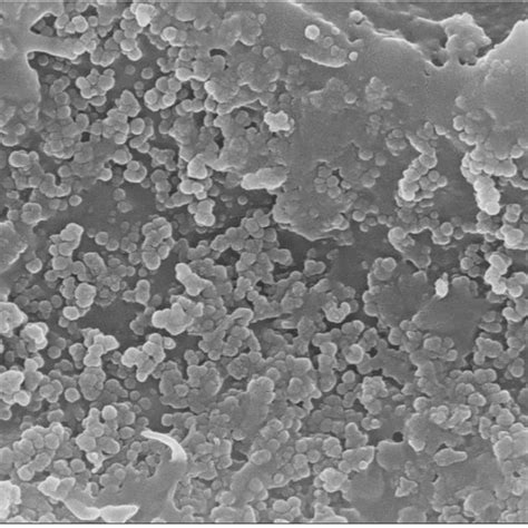 Sem Image Of Biochar Before Adsorption Download Scientific Diagram