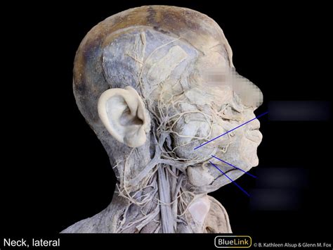 Neck Lateral Diagram Quizlet