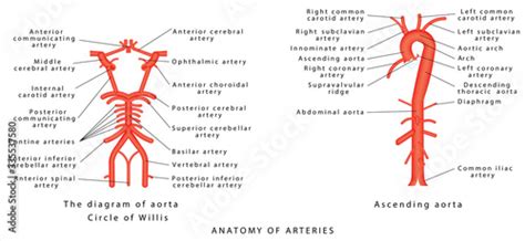 Anatomy Of Arteries The Diagram Of Aorta Internal Carotid