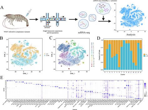 Single Cell Profiling Of Hemocyte Populations In Litopenaeus Vannamei