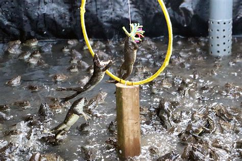 Độc đáo đàn ếch 4000 Con Biết Làm Xiếc Của Người đàn ông Miền Tây